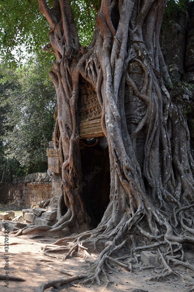 Mysterious Forest Ruins