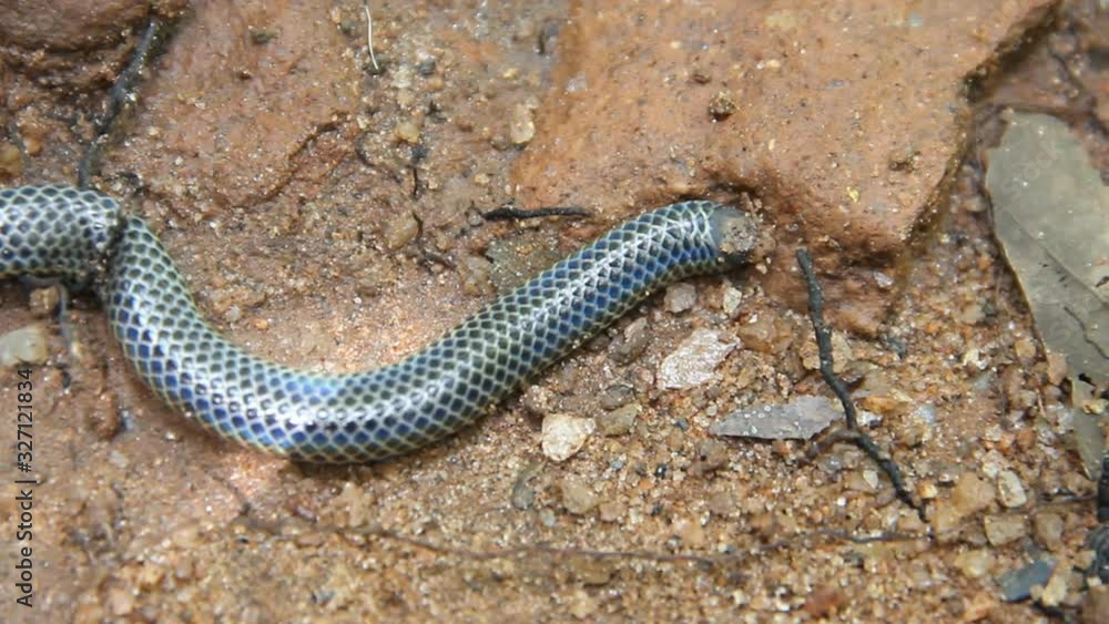 Shield-tailed snakes (Uropeltidae) possibly genus Platyplectrurus ...