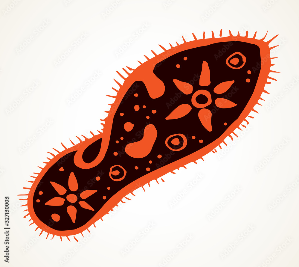 Paramecium caudatum. Vector drawing icon Stock Vector | Adobe Stock