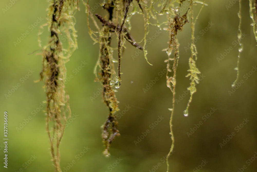 Alectoria sarmentosa witches hair old man hair on a tree in rain forest ...