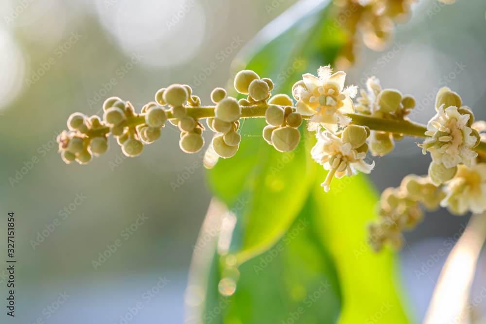 Longan flowers are in bloom with blurred background. Stock Photo ...