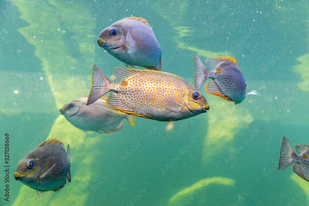 Underwater photo of a big fish. Sea fish Big fish Fish herd nature ...