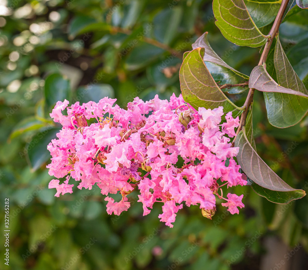 Crape myrtles (Lagerstroemia indica) Petite Pink, shrub in bloom. Stock ...