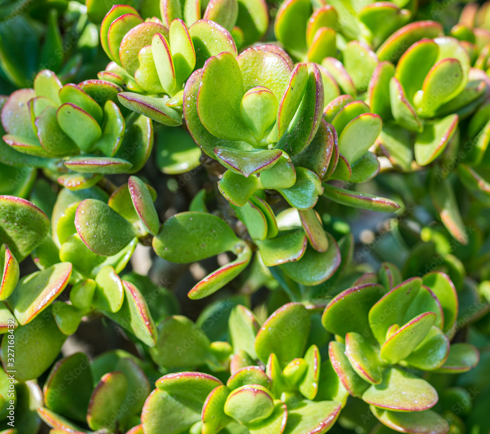 Succulent leaves of a money tree or money plant Crassula ovata Stock ...