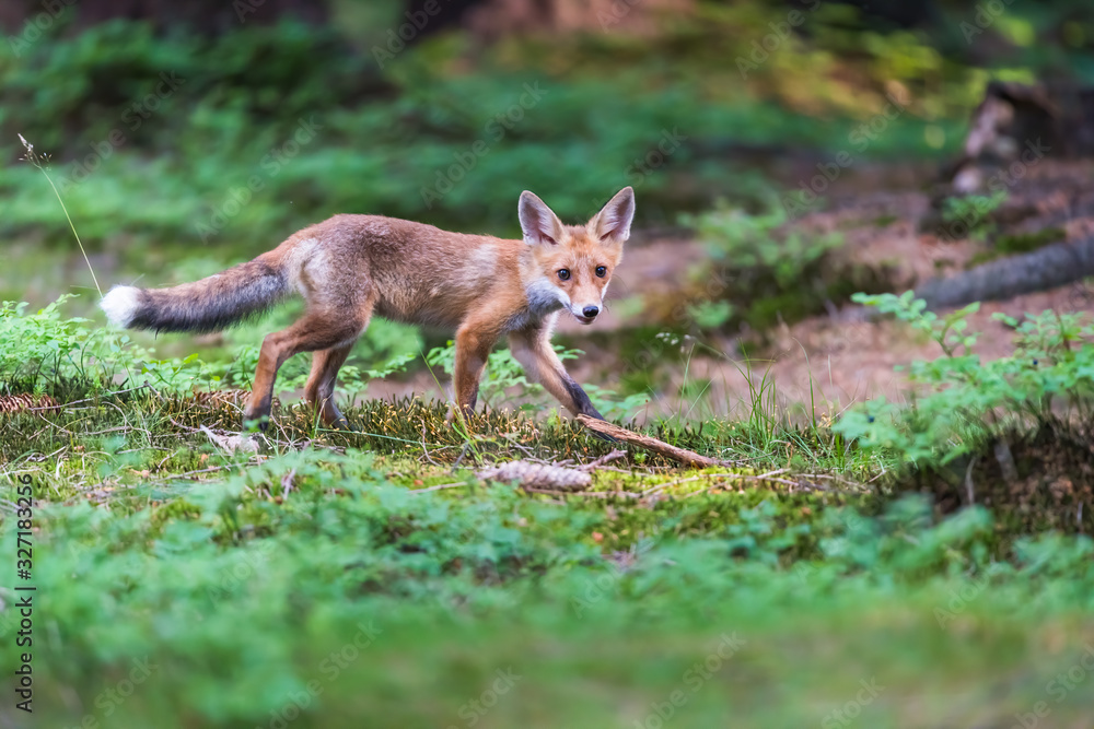 Red Fox. The species has a long history of association with humans.The ...