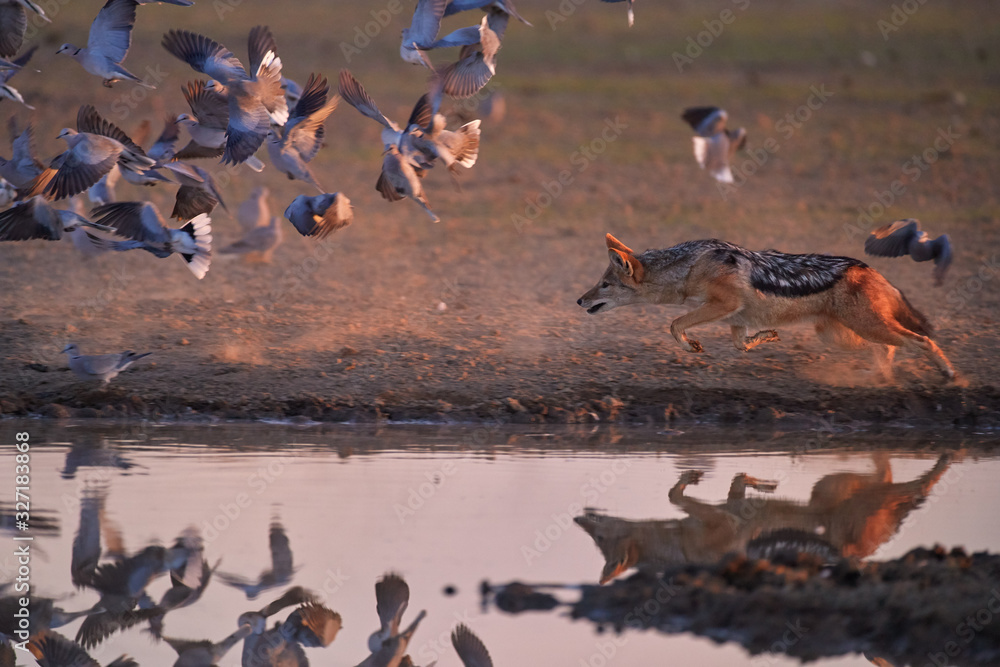 Black Backed Jackal, Canis Mesomelas, african fox-like canid hunting ...