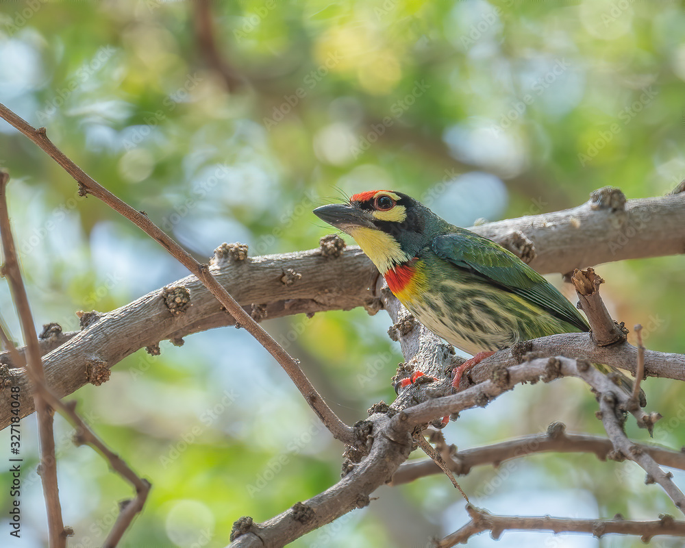 Foto de The Coppersmith Barbet (Psilopogon haemacephalus) is an Asian ...