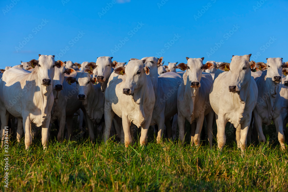 Foto de Gado Nelore, rebanho de bois da raça Nelore no pasto, pecuária ...