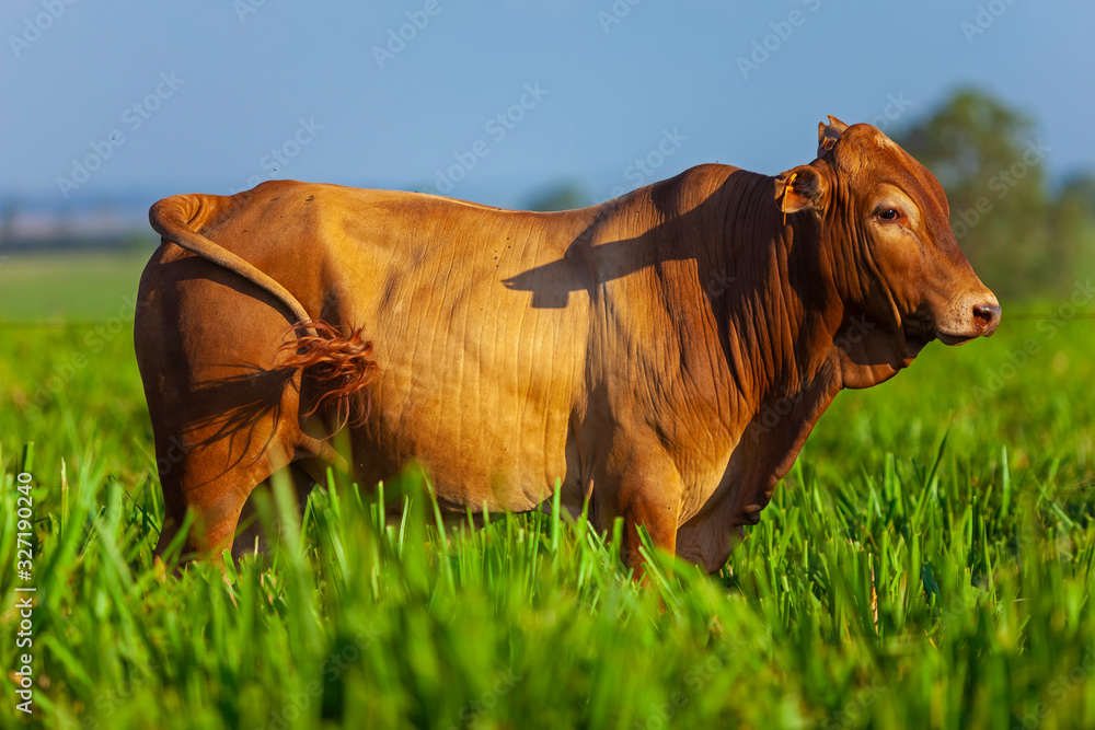 vaca da raça Bonsmara no pasto Stock Photo | Adobe Stock