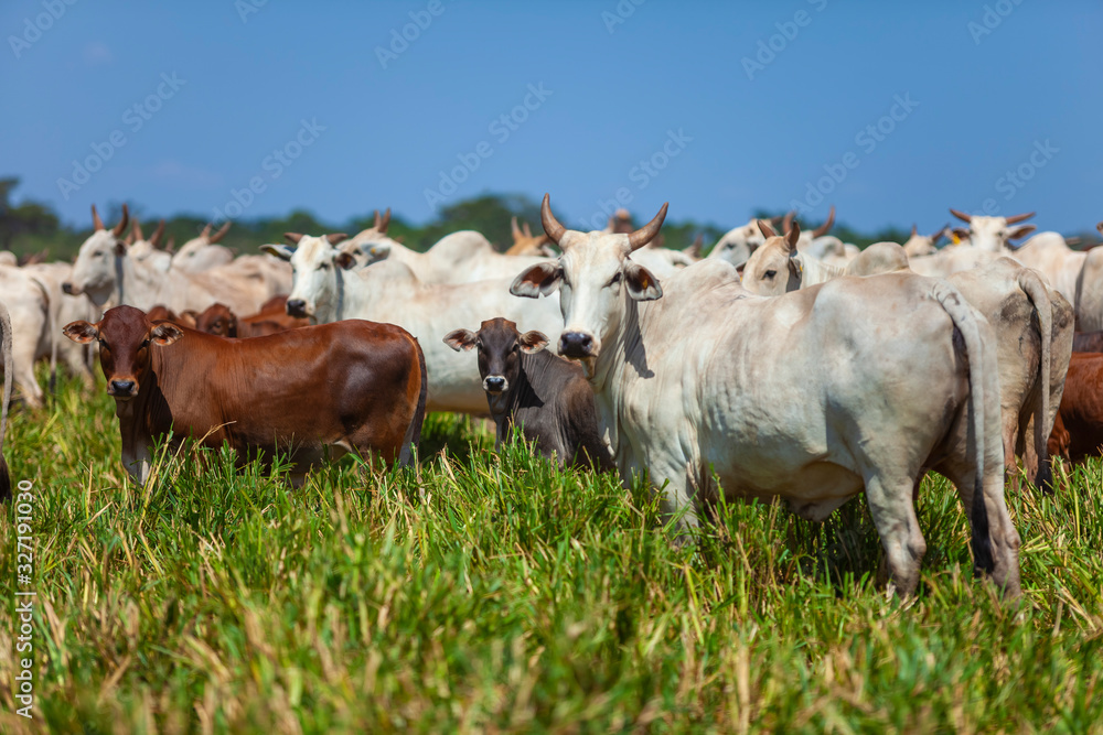 bezerros da raça Bonsmara no pasto e suas matrizes nelore Stock Photo ...