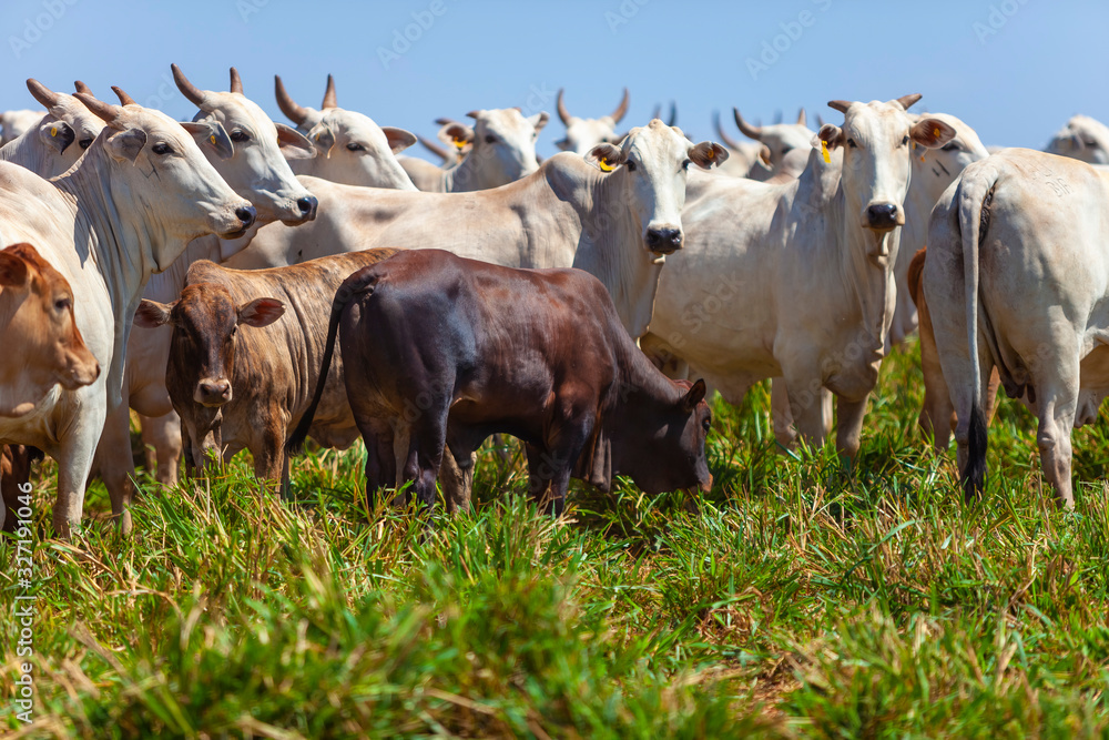 bezerros da raça Bonsmara no pasto e suas matrizes nelore Stock-Foto ...