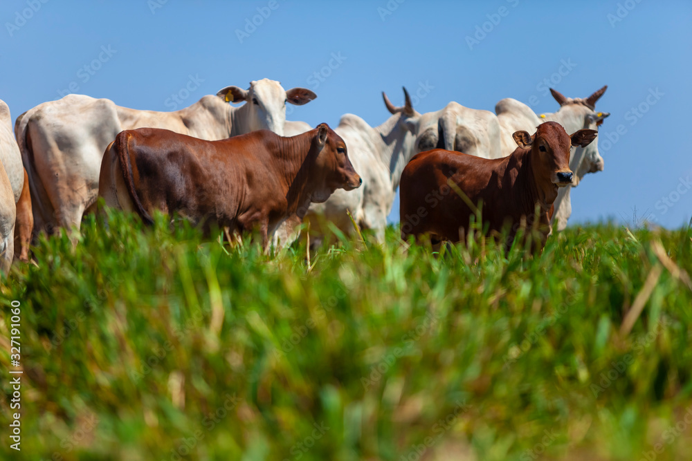 bezerros da raça Bonsmara no pasto e suas matrizes nelore Stock Photo ...