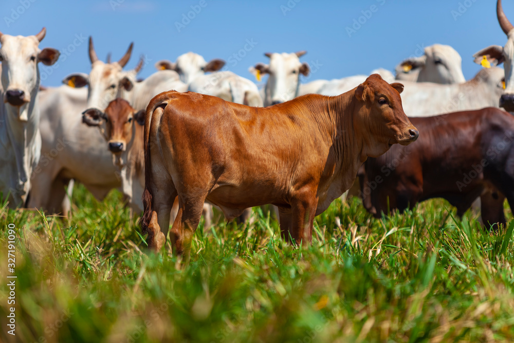 bezerros da raça Bonsmara no pasto e suas matrizes nelore Stock Photo ...