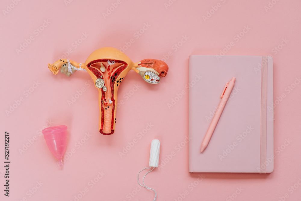 Layout of female reproductive system. Anatomical model of uterus with ...