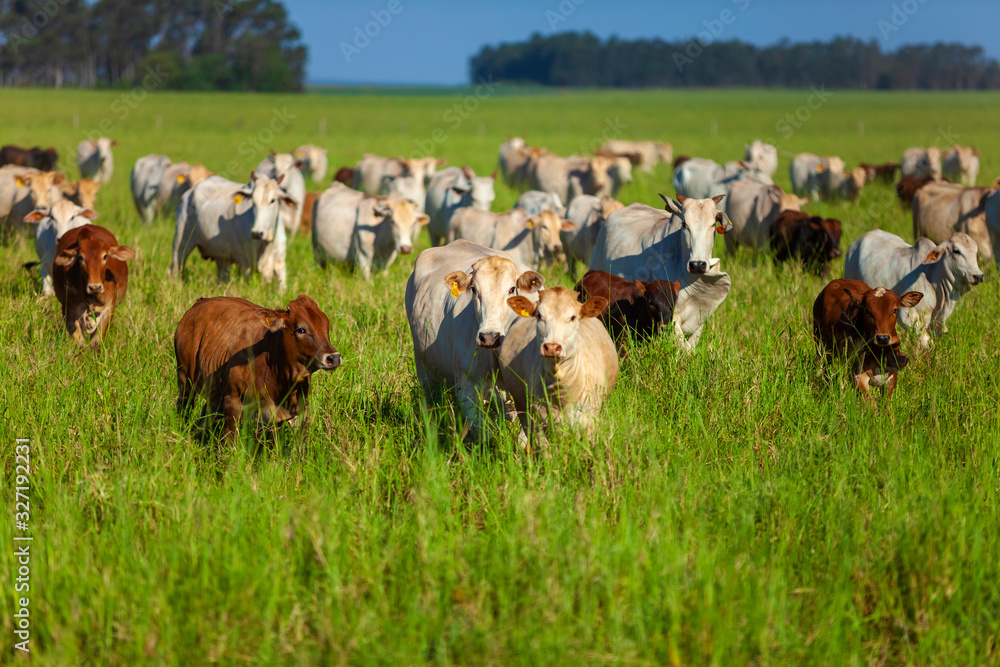 bezerros da raça Bonsmara no pasto e suas matrizes nelore Stock Photo ...