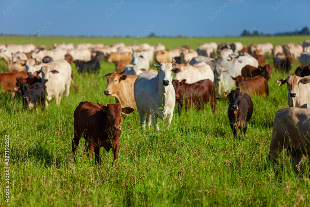 bezerros da raça Bonsmara no pasto e suas matrizes nelore Stock Photo ...