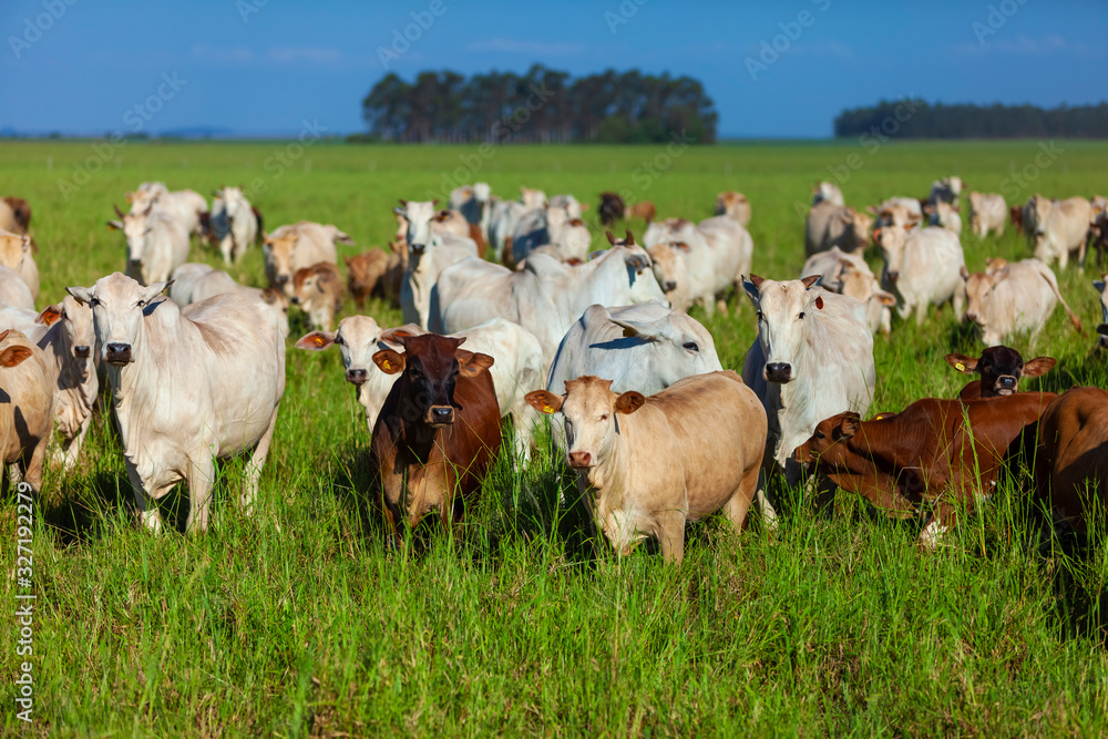 bezerros da raça Bonsmara no pasto e suas matrizes nelore Stock Photo ...