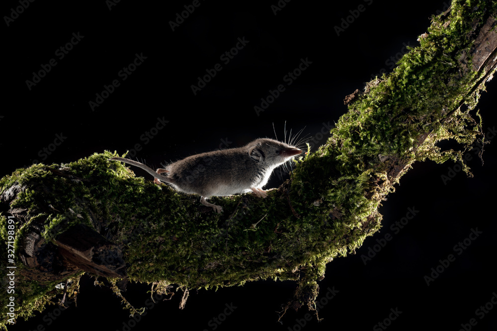 Eurasian pygmy shrew (Sorex minutus) mouse in natural habitat. climbing ...