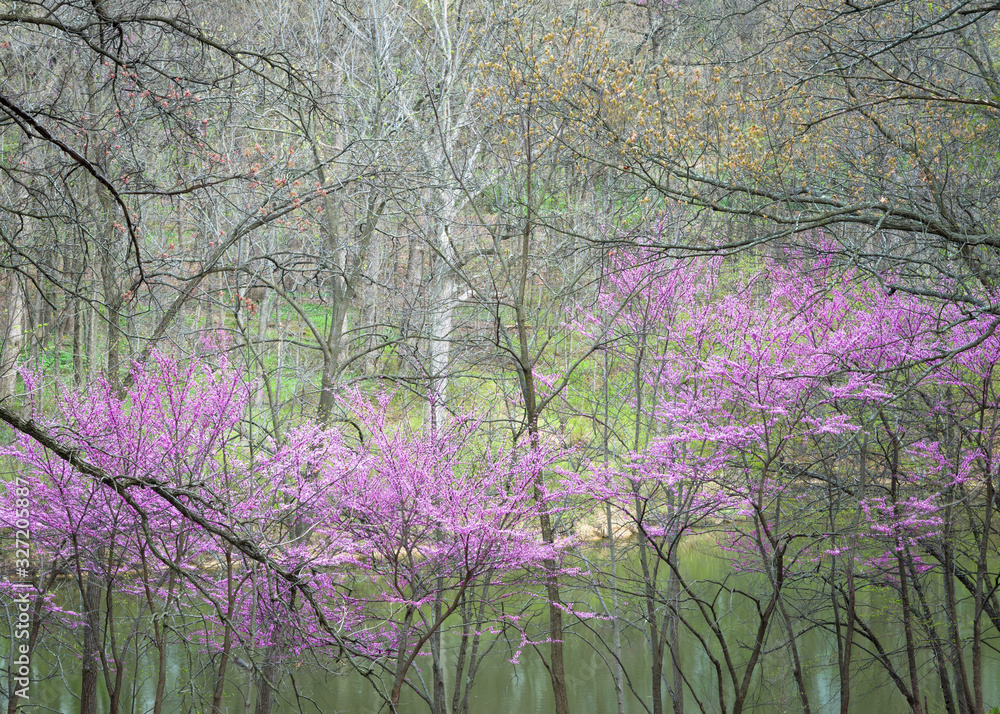 Eastern redbud trees in peak spring bloom are framed by the branches of ...