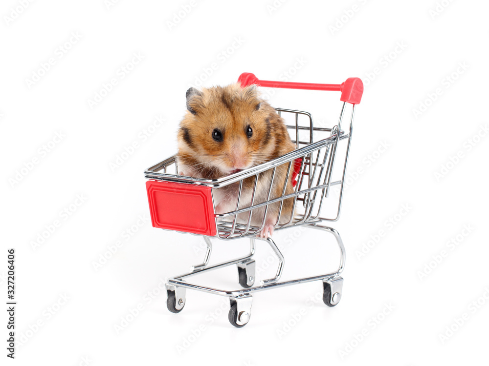 Fluffy hamster sitting in a small shopping cart. Studio photography of ...