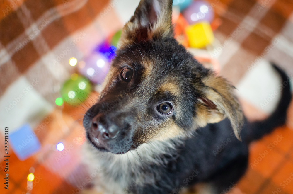 2 month old dog with toys. German Shepherd puppy on a checkered color ...