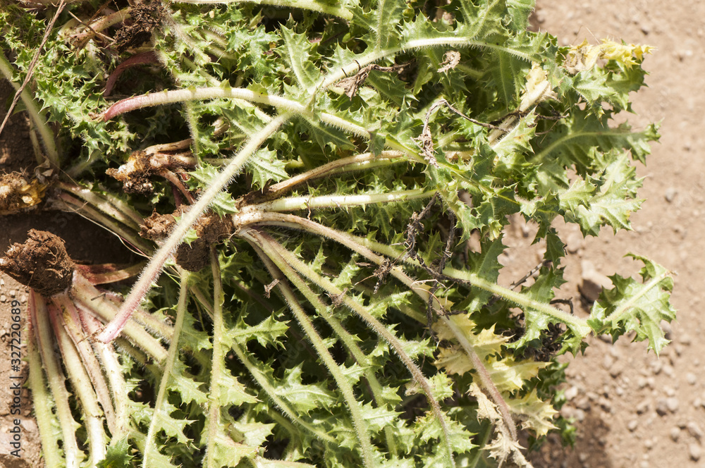 Scolymus hispanicus Spanish oyster thistle is an edible plant very ...
