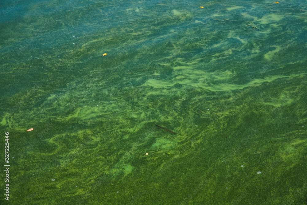 Bog covered with green ooze. Texture of green swamp ooze with insect ...