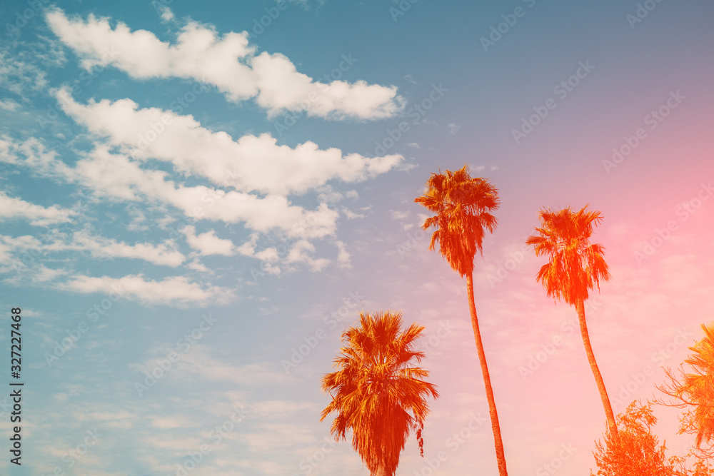 Palm trees against a sunset sky. Gradient color. Silhouette of tall ...