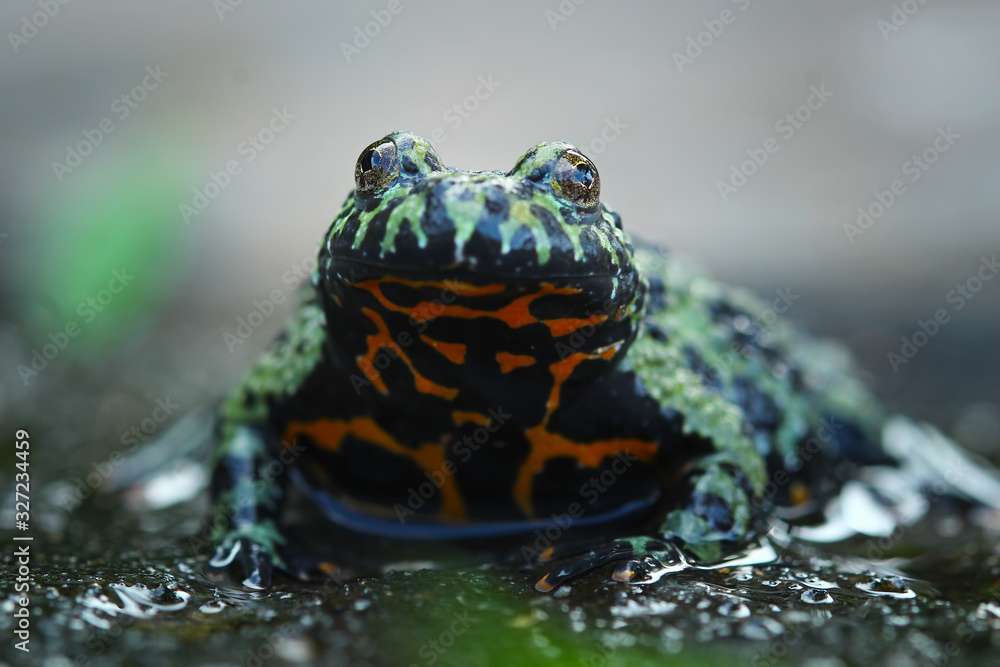 cute fire belly toad, oriental fire bellied toad, animal closeup Stock ...