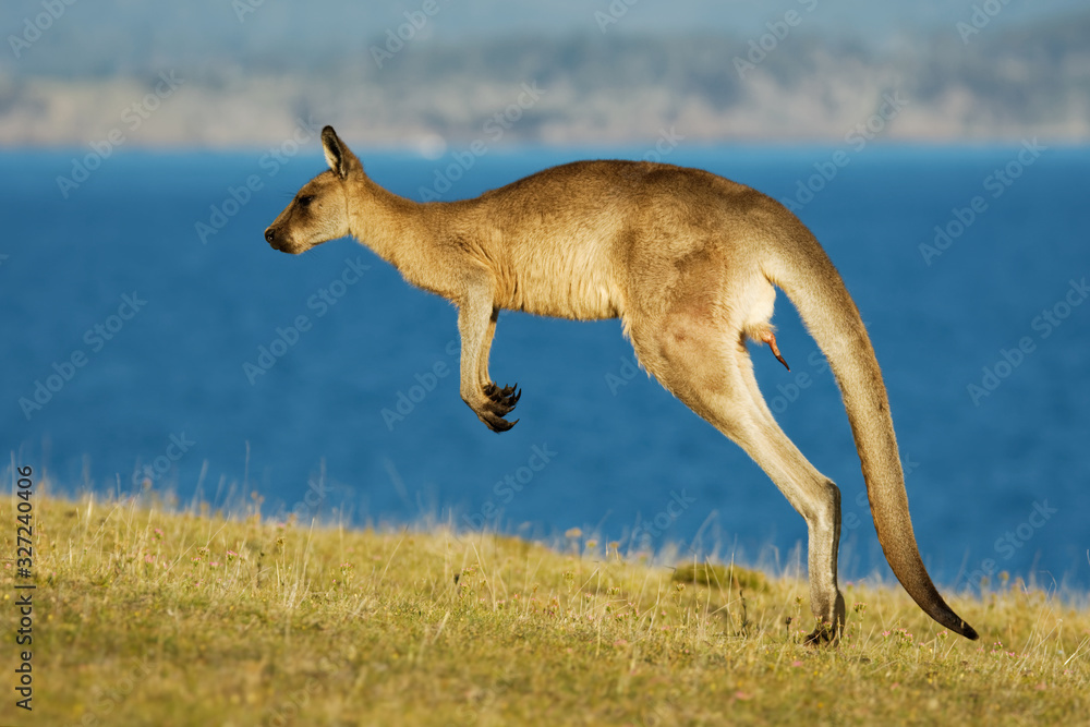 Macropus giganteus - Eastern Grey Kangaroo marsupial found in eastern ...