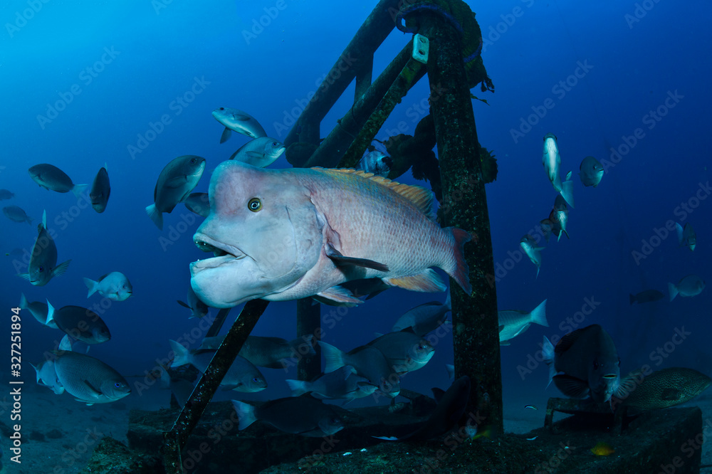 Bump Head Asian Sheepshead Wrasse with Large Forehead and Chin Swimming ...
