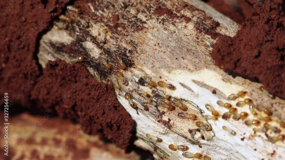 Footage B roll 4K of Termites are eating the wood, Close up termites or ...