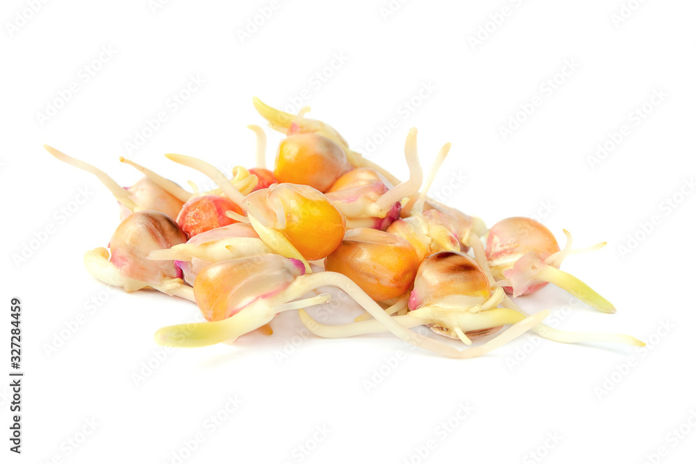 Many germinating maize grains isolated on a white background. Maize ...