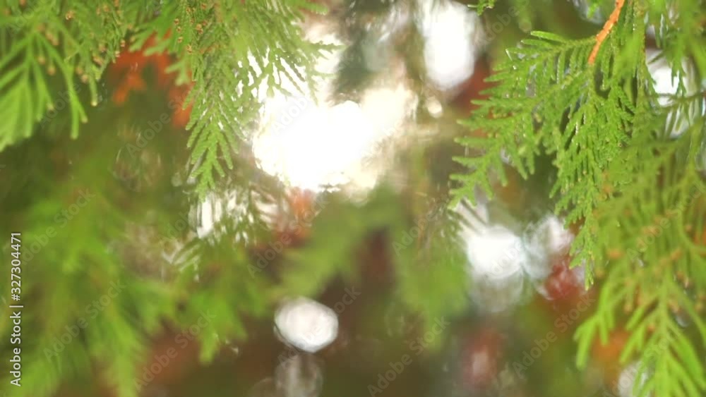 A bright sun ray through northern white-cedar tree or eastern ...