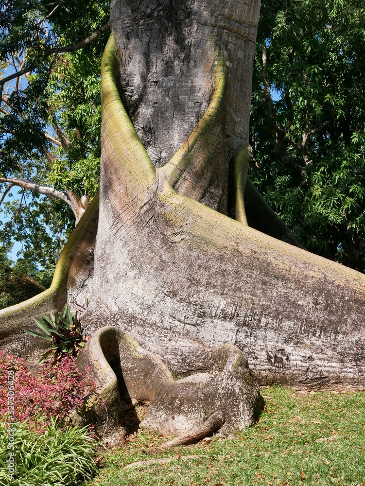 Arbre fromager au jardin botanique de Deshaies en Guadeloupe ภาพถ่าย ...