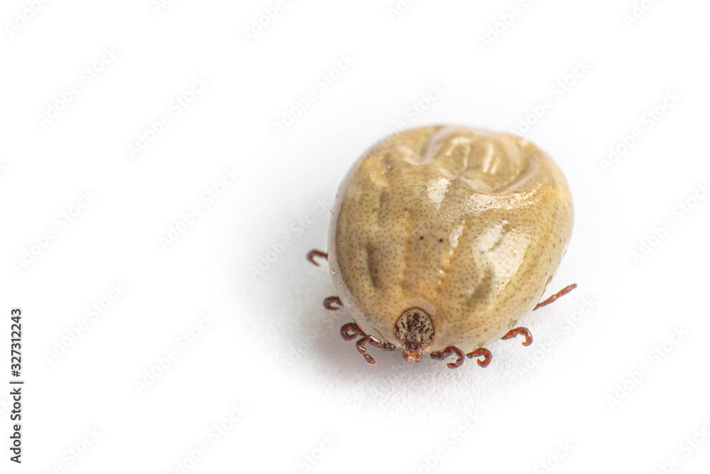 Infected female tick on a white background. Dangerous biting insect. A ...