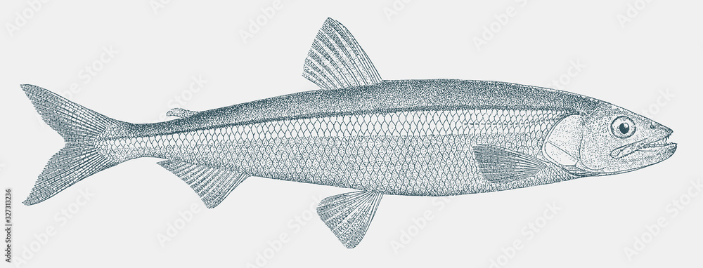 Rainbow smelt, osmerus mordax, a fish from the northern atlantic and ...