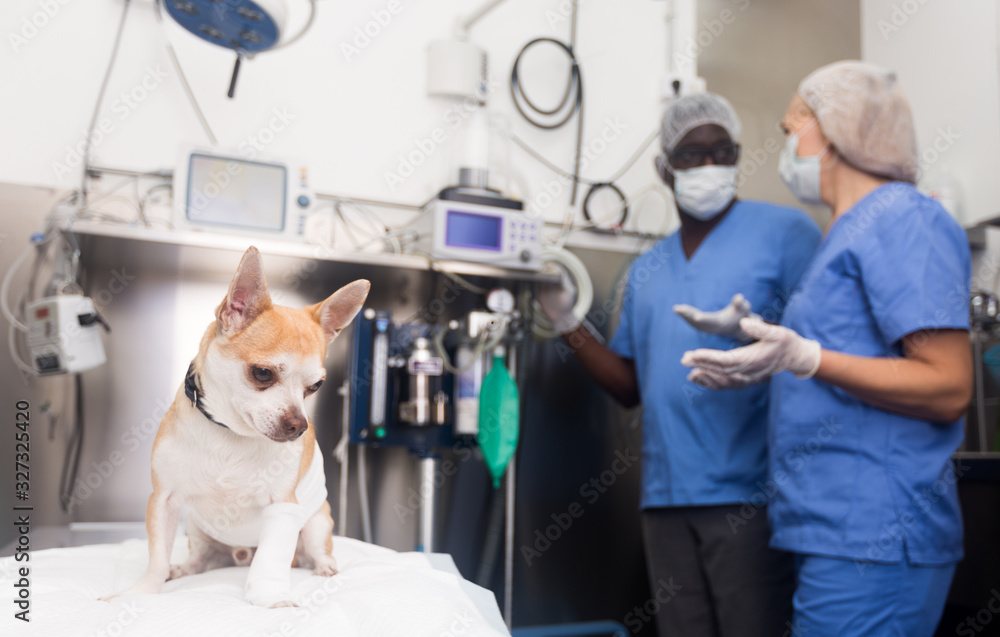 Small dog in vet clinic on table, veterinarians on background Stock ...