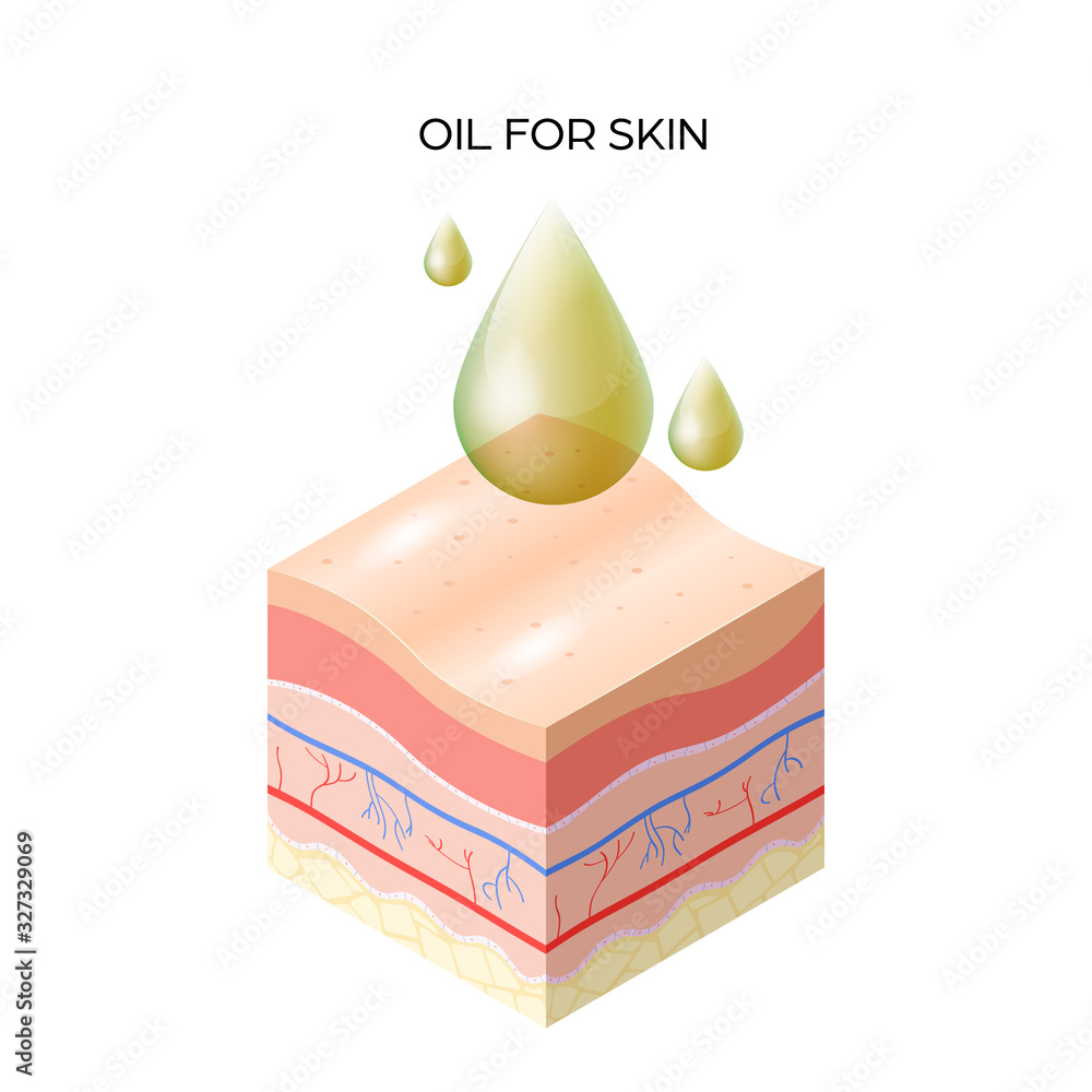 oil for skin cross-section of human skin layers structure skincare ...