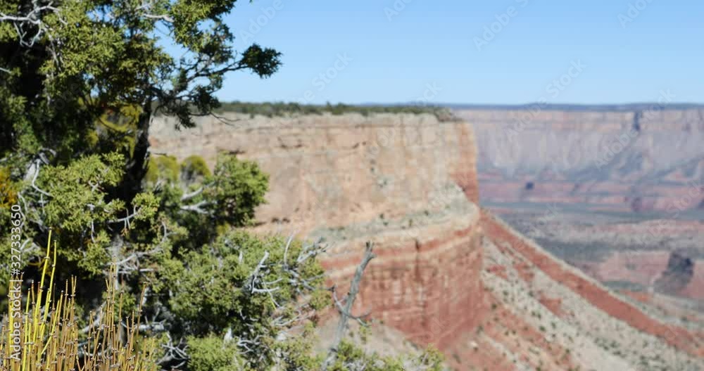 North rim of the Grand Canyon tree Arizona. North rim of the Grand ...