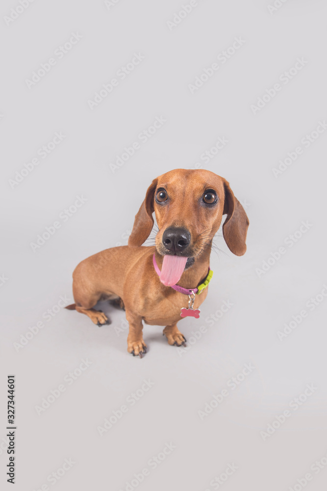 Cute and funny brown wiener dog posing for the camera in a studio Stock ...