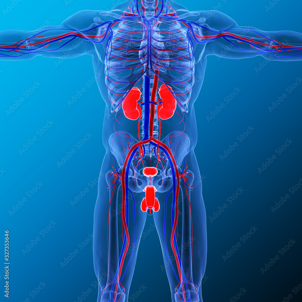 3D Illustration human skeleton and kidney urinary system Stock ...