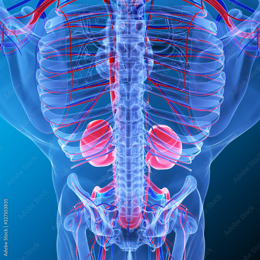 3D Illustration human skeleton and kidney Stock Illustration | Adobe Stock