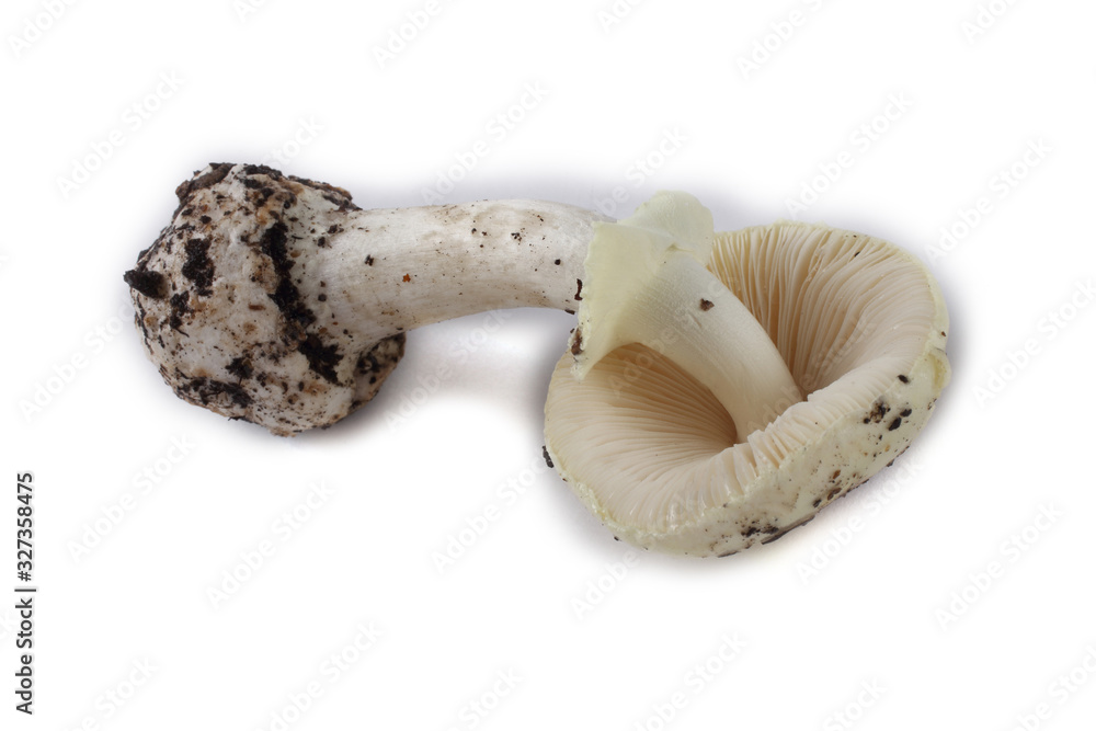 Amanita verna (destroying angel, mushroom fool, fool's mushroom ...