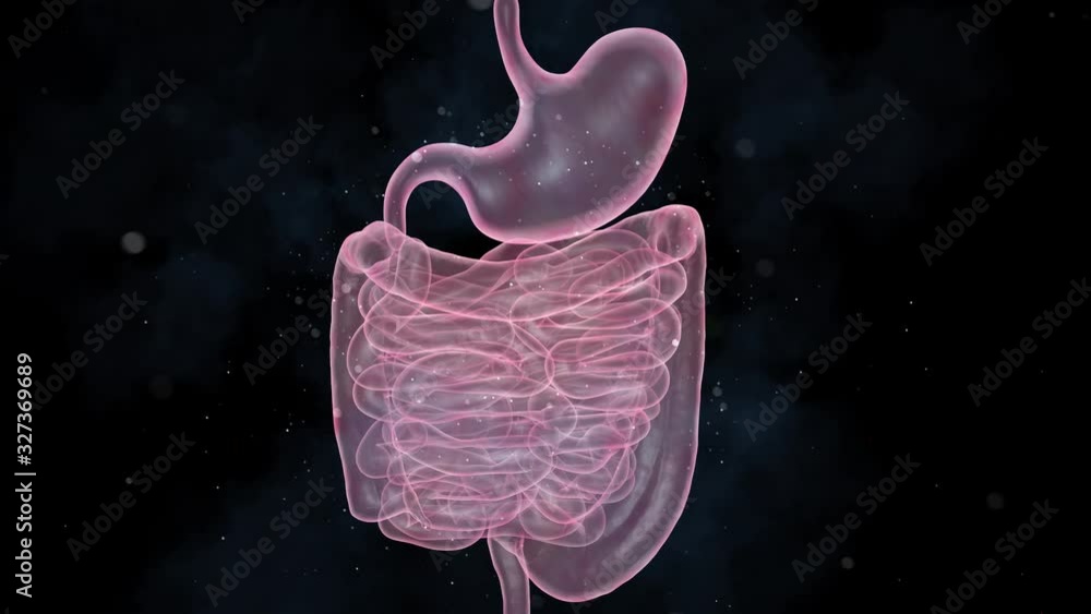 Transparent human intestines , stomach with gas, smoke, particles ...