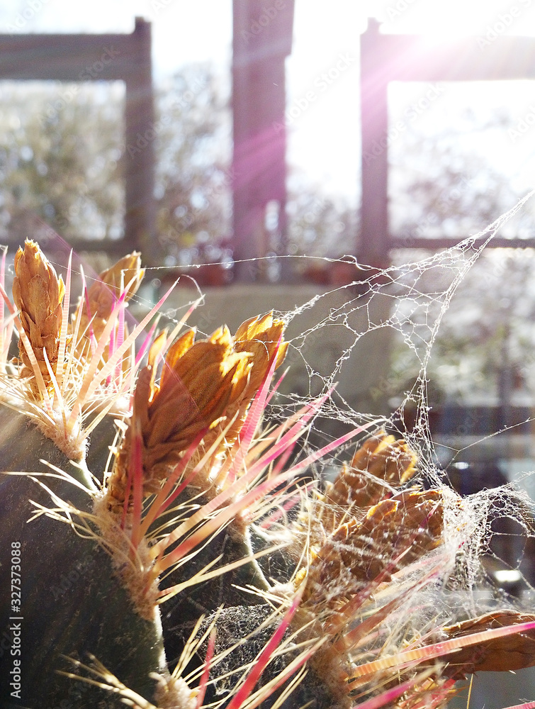 Cactus with spider web and back lightning, at the Royal Botanical ...