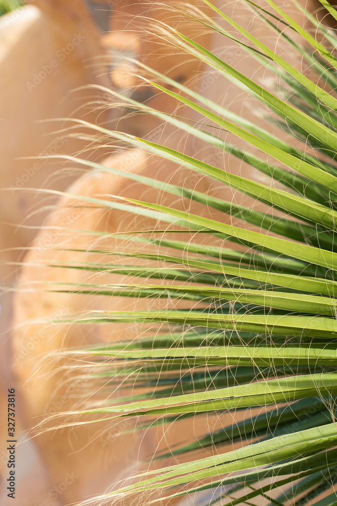 Washingtonia filifera, also known as desert fan palm, California fan ...