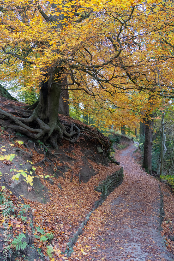 autumn tree colours in English countryside landscapes Stock Photo ...