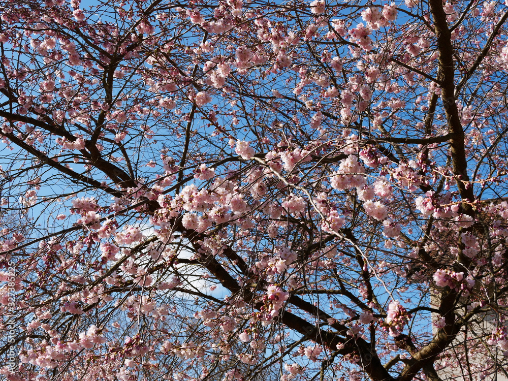 (Prunus Accolade) Cerisier à fleurs du Japon. Couronne de rameaux et ...