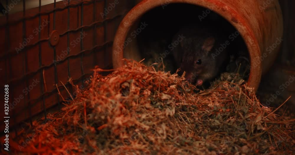 Close up of Woylie or brush-tailed bettong, eating food. Woylie is ...